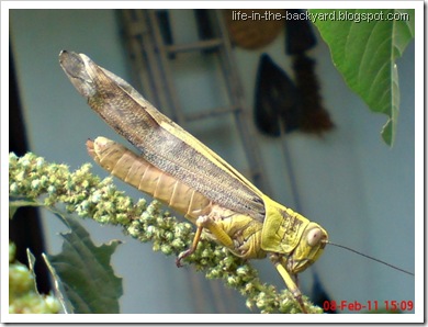Valanga nigricornis - Javanese grasshopper - Belalang Kayu